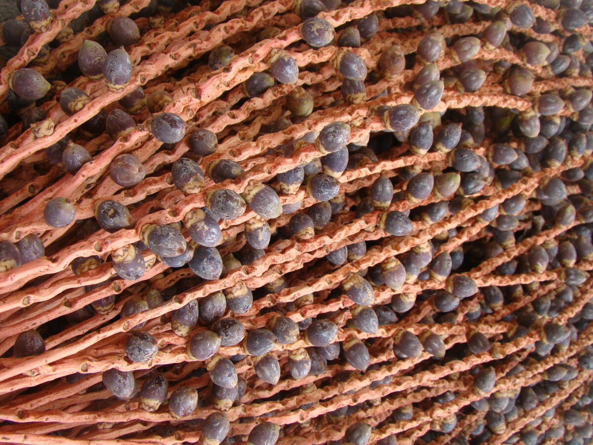 Bacaba: conheça a pérola roxa da Amazônia - Agro em Campo